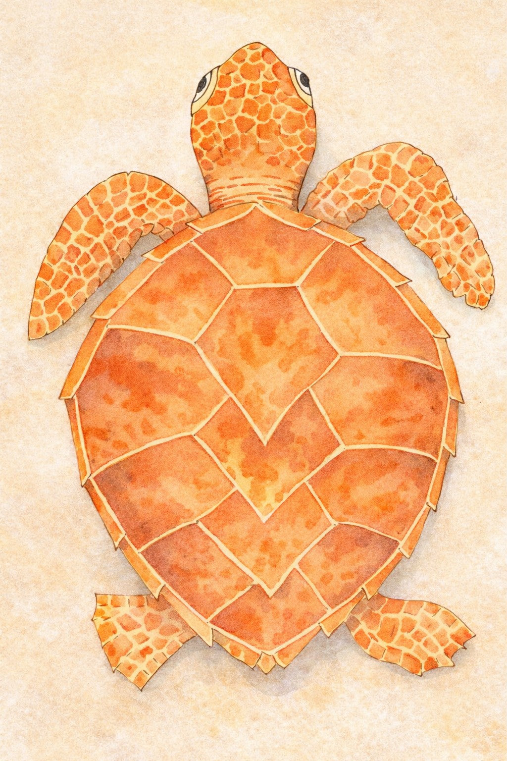 Welcome to Turtle Moon - A moonlit family card game – Gumnut Trails