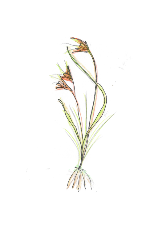 Seeds, Native Grasses, Trees and Moss - Gumnut Trails Outdoor ...