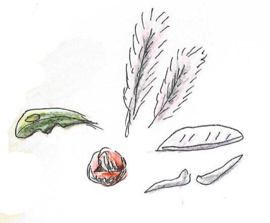 Animal Traces - Gumnut Trails Outdoor Adventures for kids