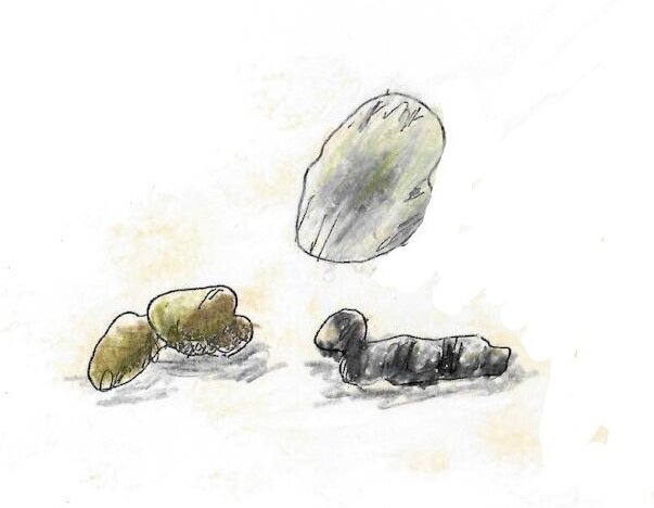 Animal Traces - Gumnut Trails Outdoor Adventures for kids