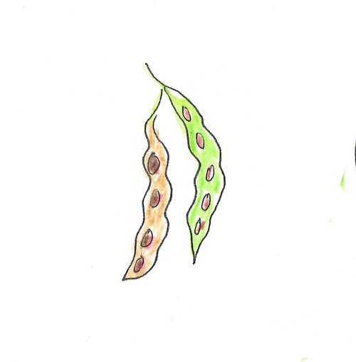 Seeds, Native Grasses, Trees and Moss - Gumnut Trails Outdoor ...